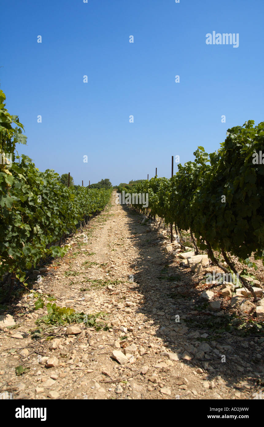 Vineyard soil type hi-res stock photography and images - Alamy