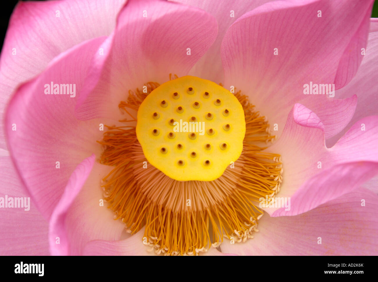 Lotus flower china hi-res stock photography and images - Alamy