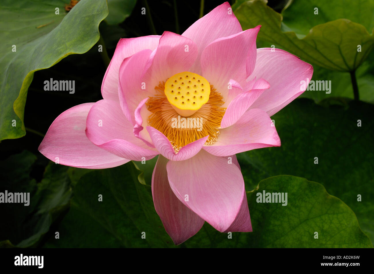 Lotus hi-res stock photography and images - Alamy