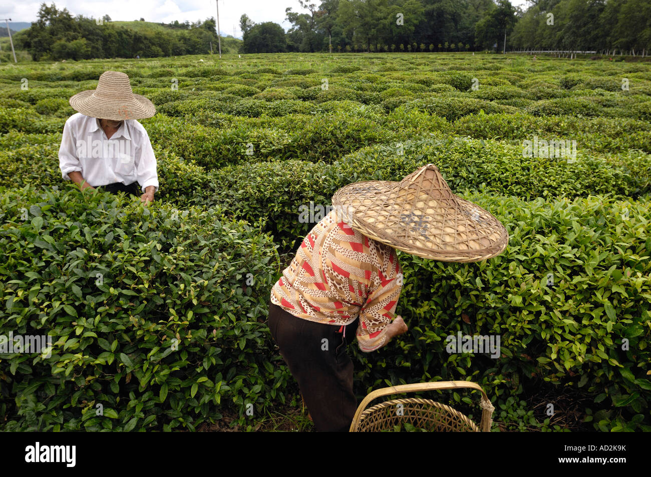 Chinese picking tea plants in Wuyuan, Jiangxi province, China. 15 Jun ...