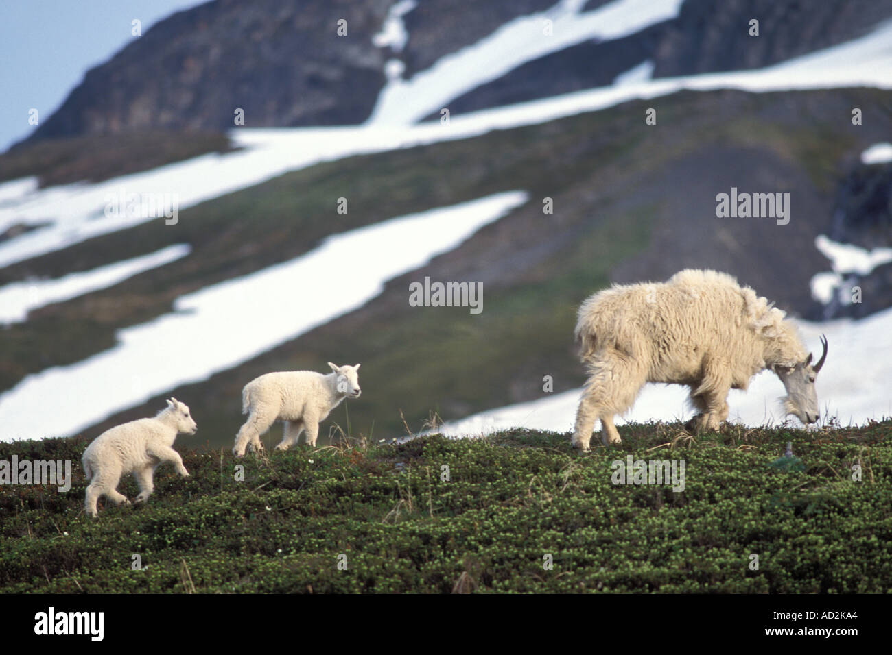 mountain goats Oreamnos americanus mother and kids overlooking Exit ...