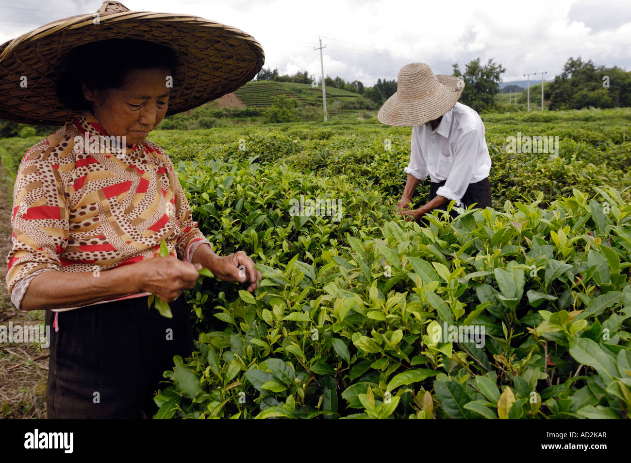 Chinese elder couple picking tea plants in Wuyuan, Jiangxi province ...