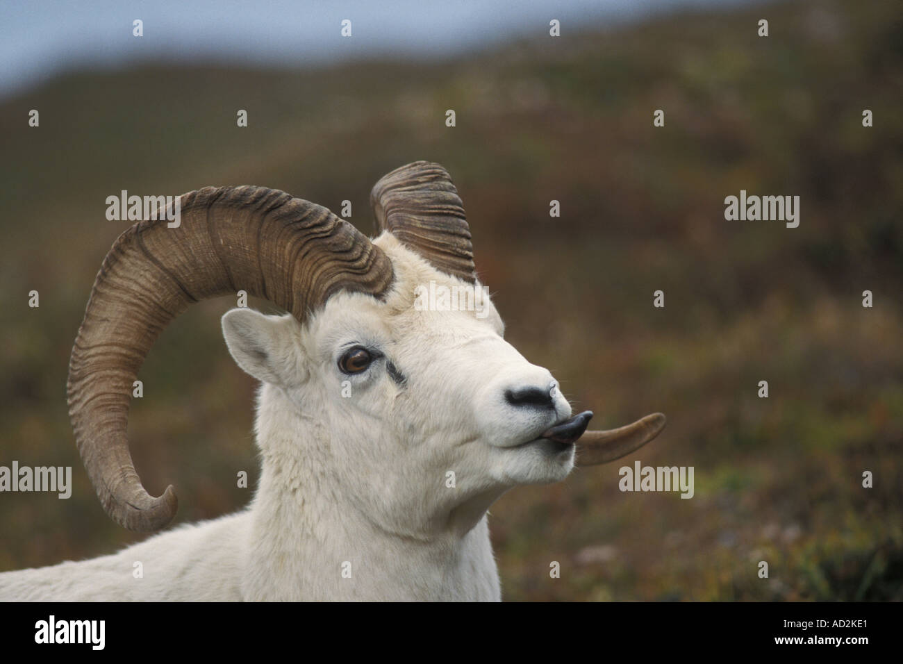 Dall sheep ram feeding hi-res stock photography and images - Alamy