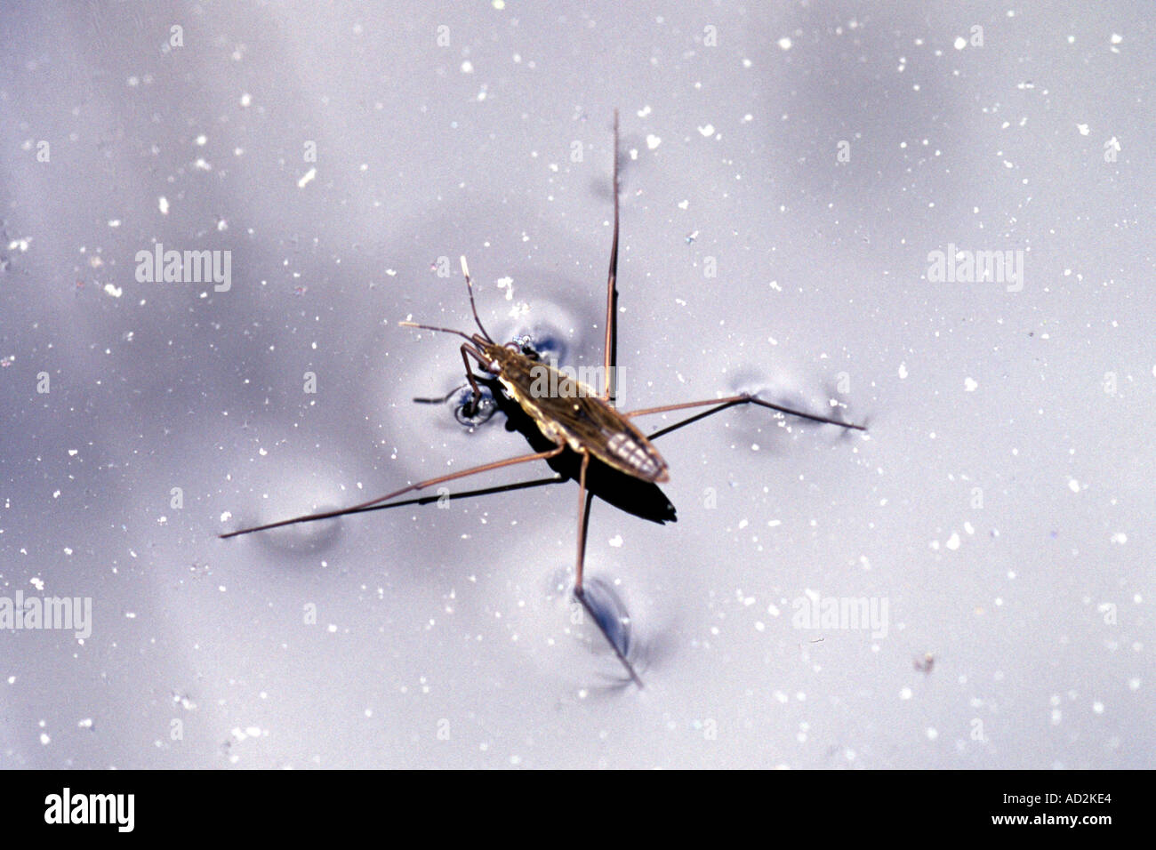 Mating pond skaters hi-res stock photography and images - Alamy