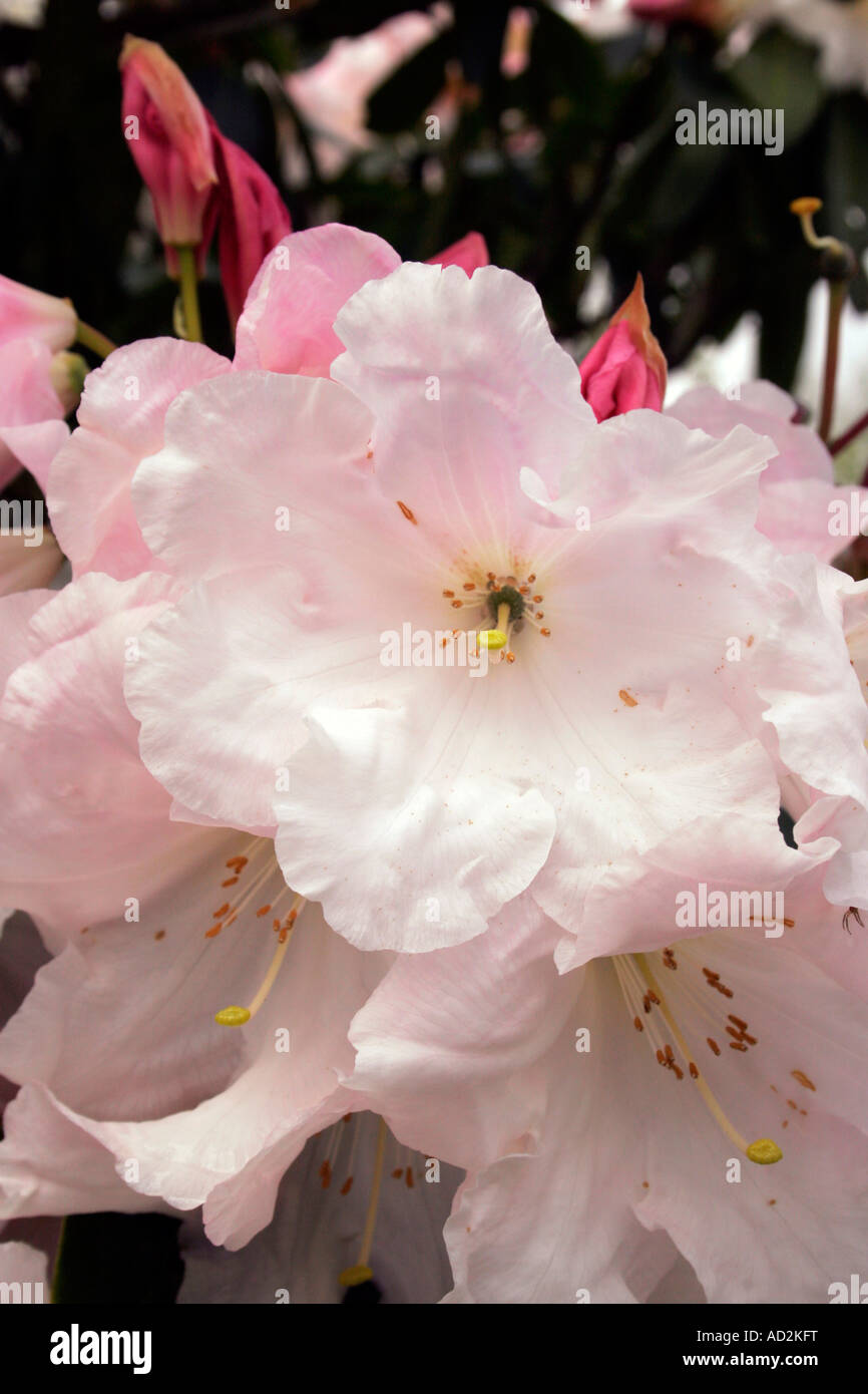 HORTICULTURE. RHODODENDRON DECORUM. AZALEA. ERICACEAE Stock Photo - Alamy