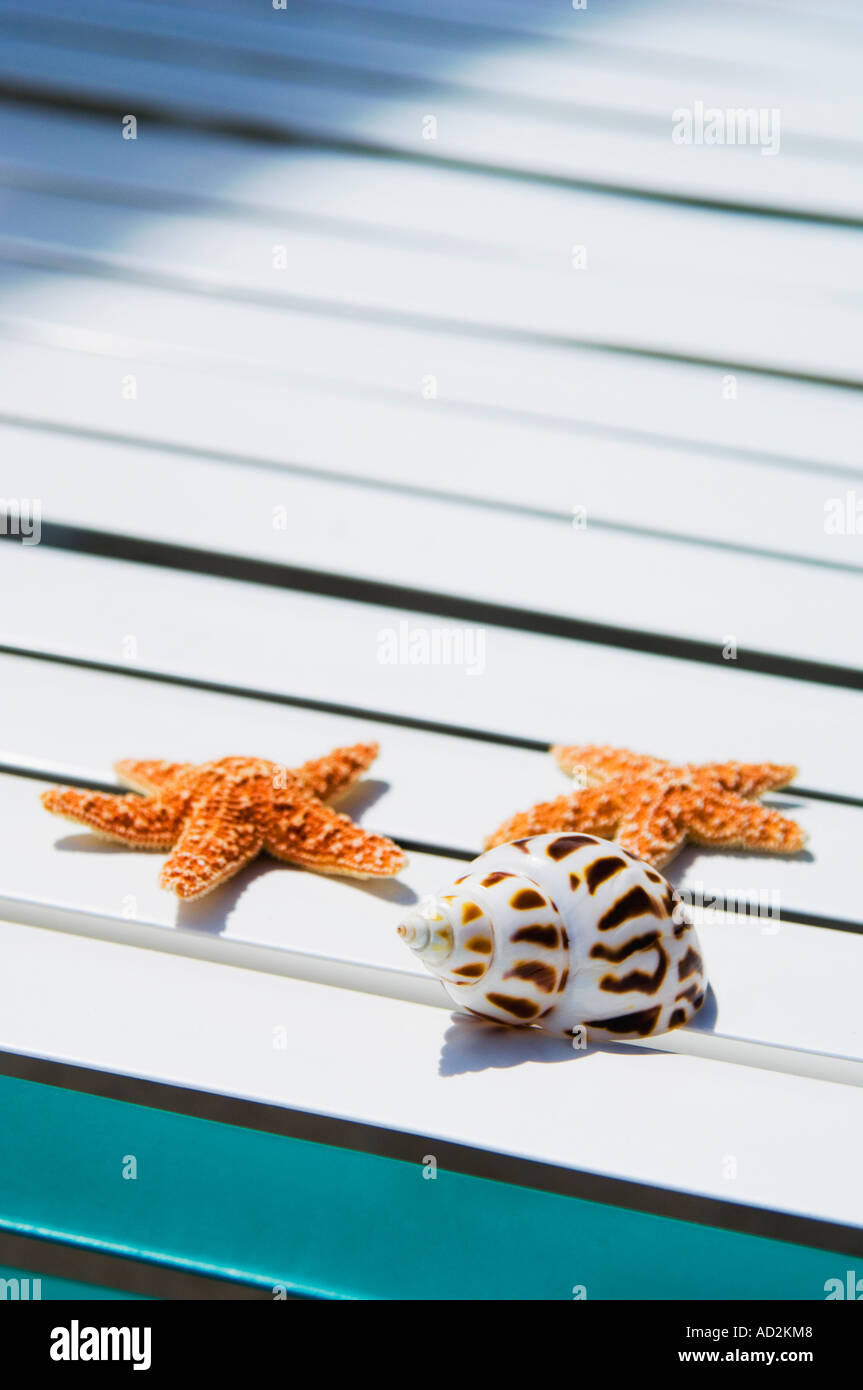 Starfish and shells on lounge chair Stock Photo - Alamy