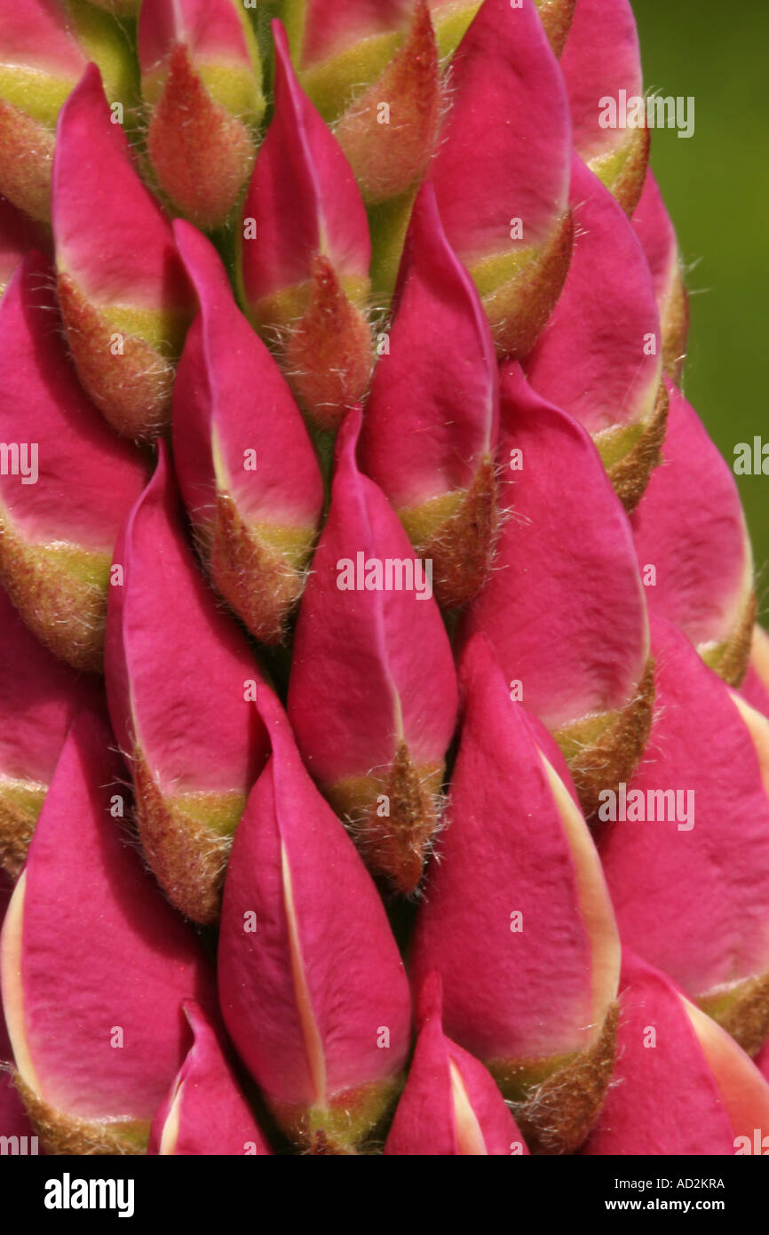 Flower with overlapping petals hi-res stock photography and images - Alamy