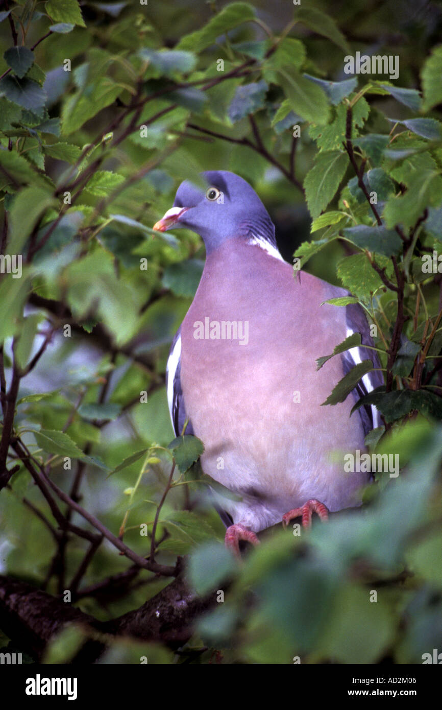 Pigion hi-res stock photography and images - Alamy