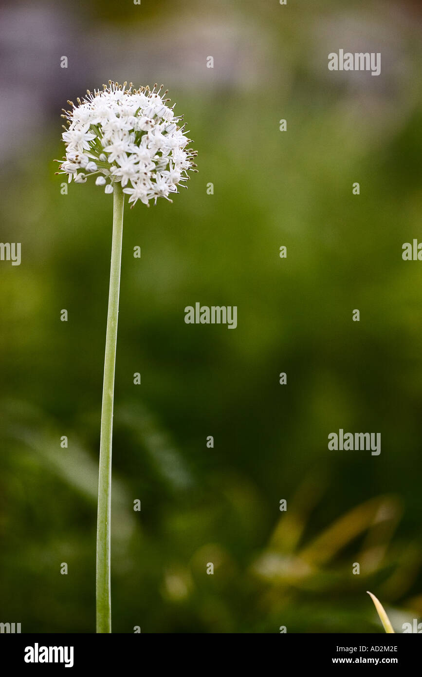 Highlighted white hi-res stock photography and images - Alamy