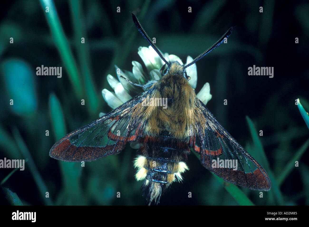 Bee Hawk Moth Stock Photo - Alamy