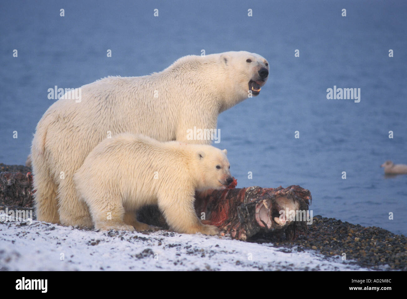 polar bear Ursus maritimus sow and cub feeding on beluga whale 1002 ...