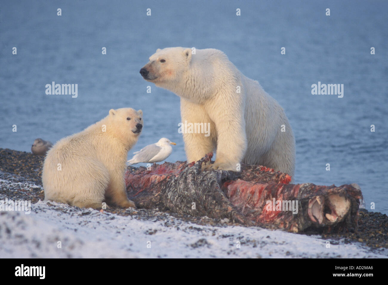 polar bear Ursus maritimus sow and cub feeding on beluga whale 1002 ...