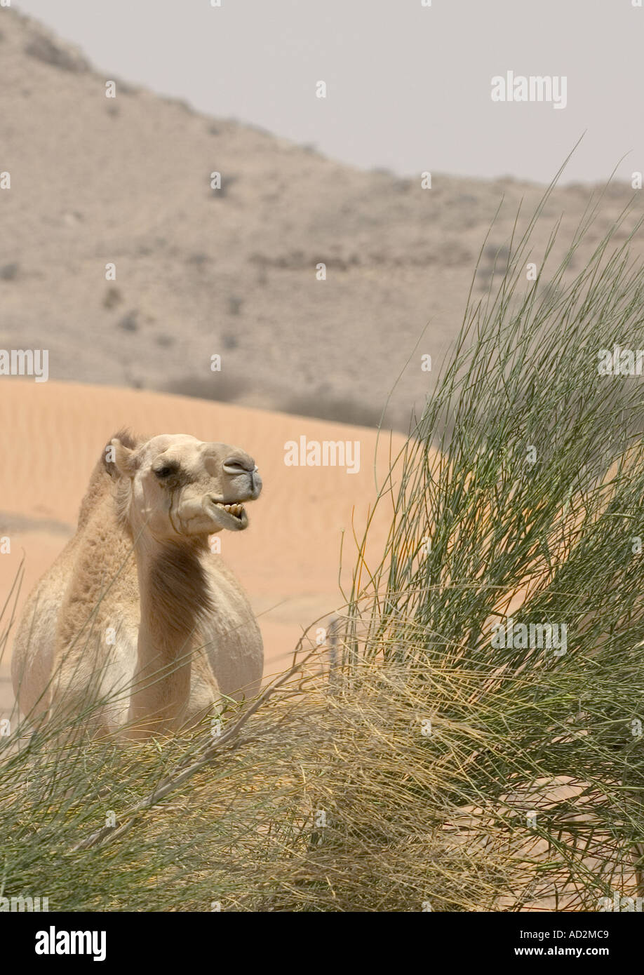 Camel grazing in the desert Stock Photo - Alamy