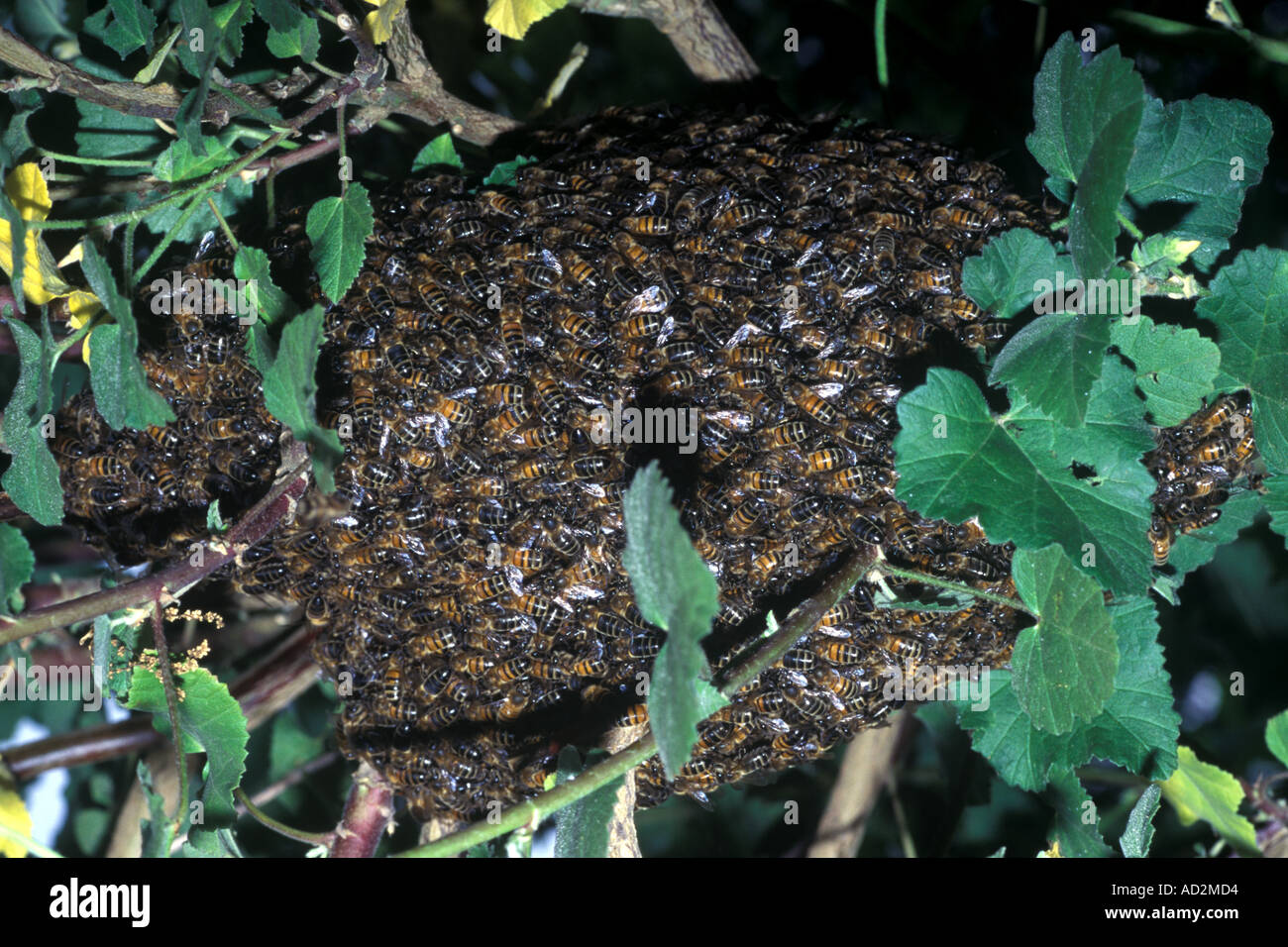 Honey Bees Swarming Stock Photo - Alamy