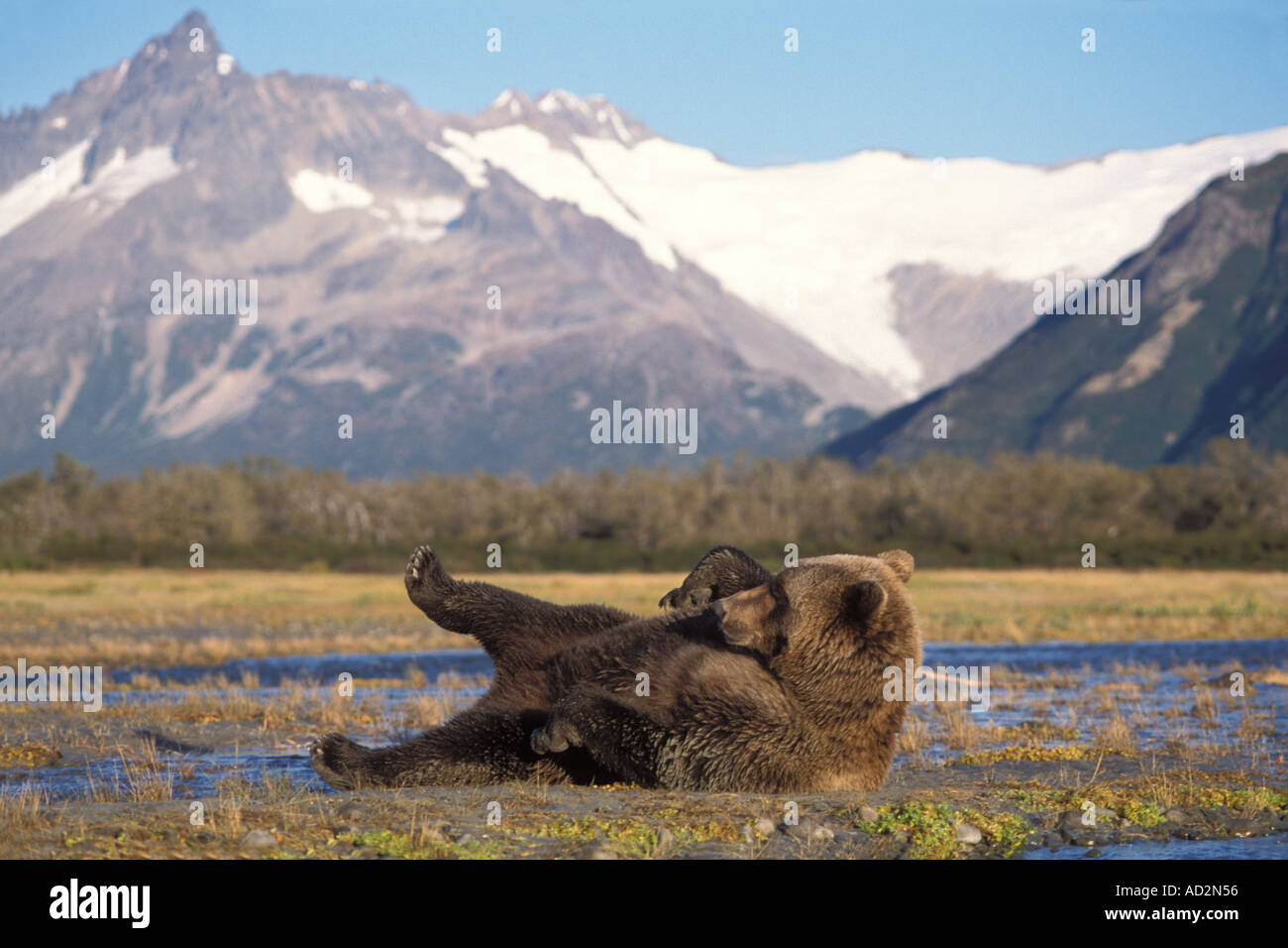 brown bear Ursus arctos grizzly bear Ursus horribils stretching along a ...
