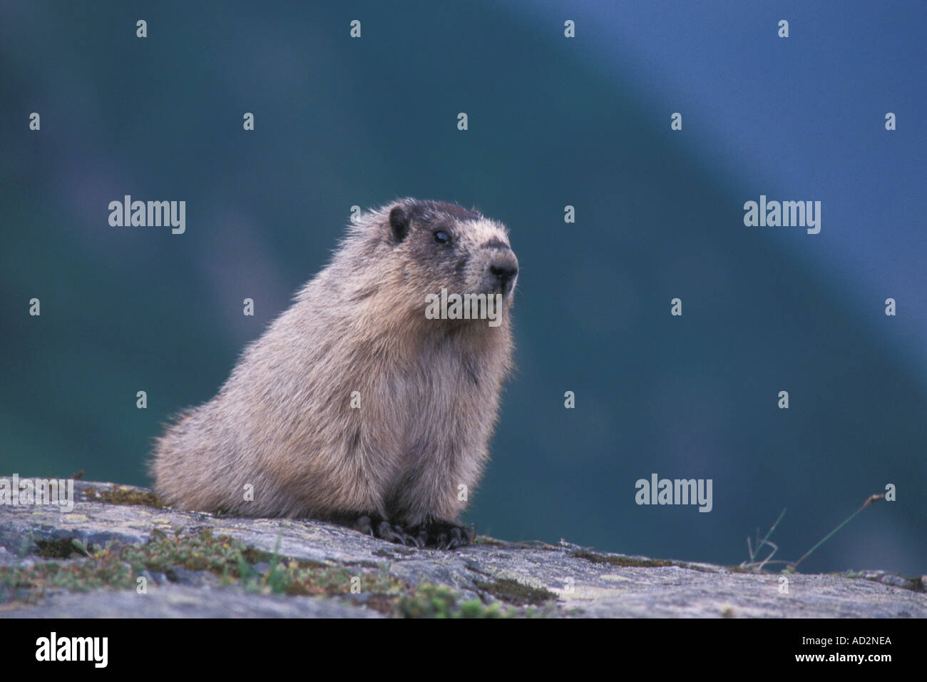 hoary marmot Marmota caligata in Exit Gacier Kenai Fjords National Park ...