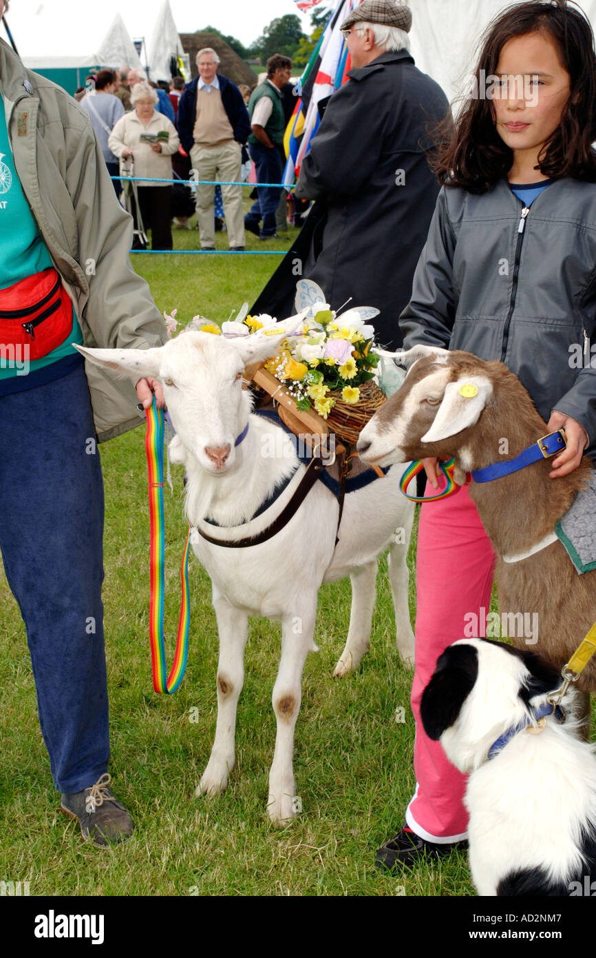 Farm animals livestock breed four legs hi-res stock photography and ...
