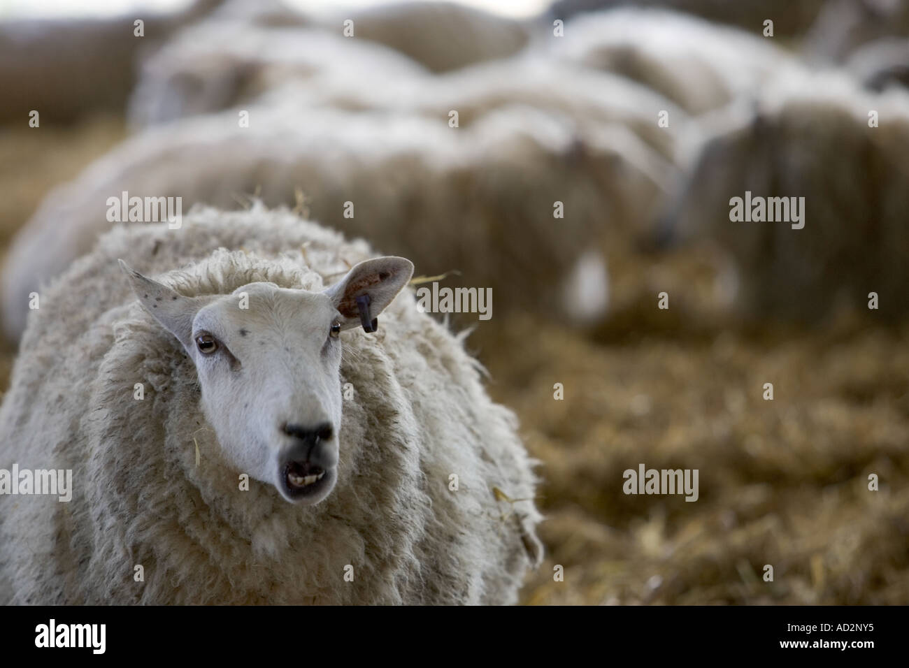 Ewes in a barn during the lambing season Stock Photo - Alamy
