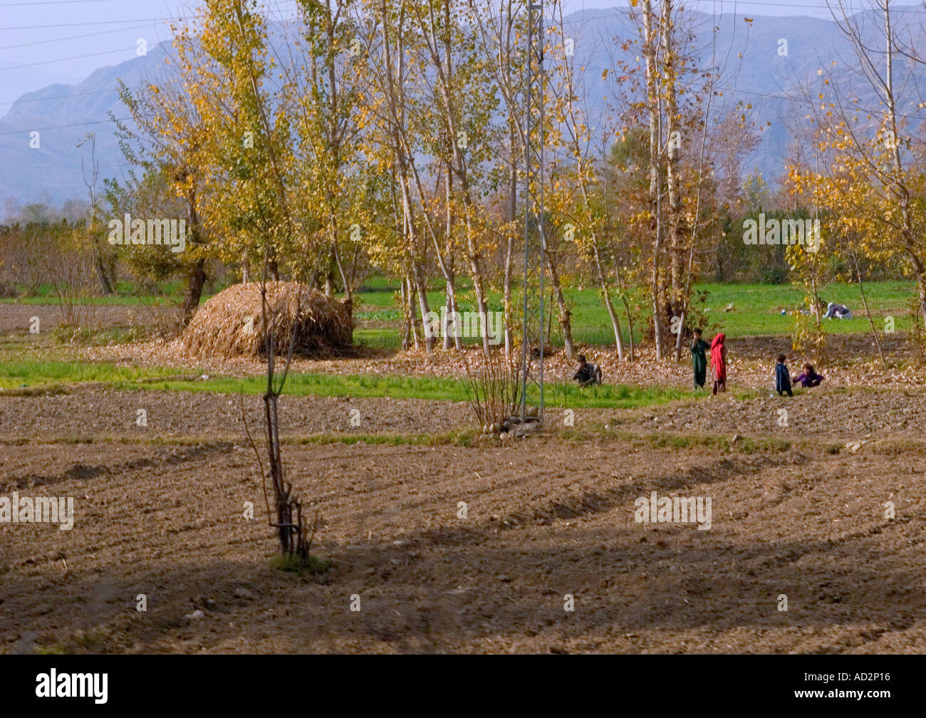 Field in Pakistan Stock Photo - Alamy