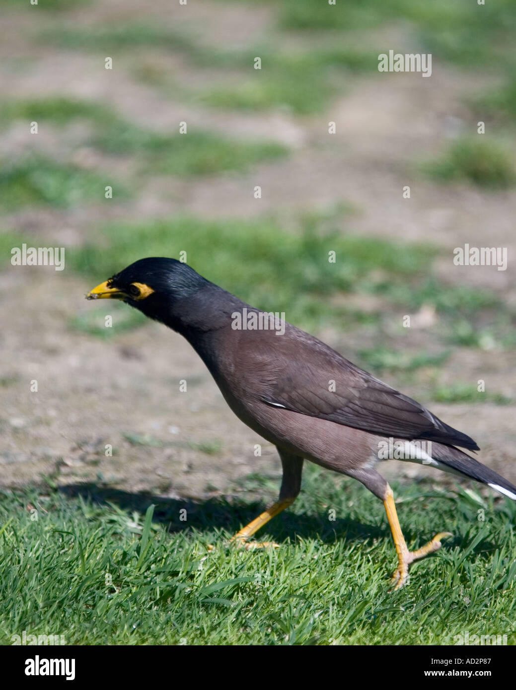 Myna bird in dubai united arab emirates Stock Photo - Alamy