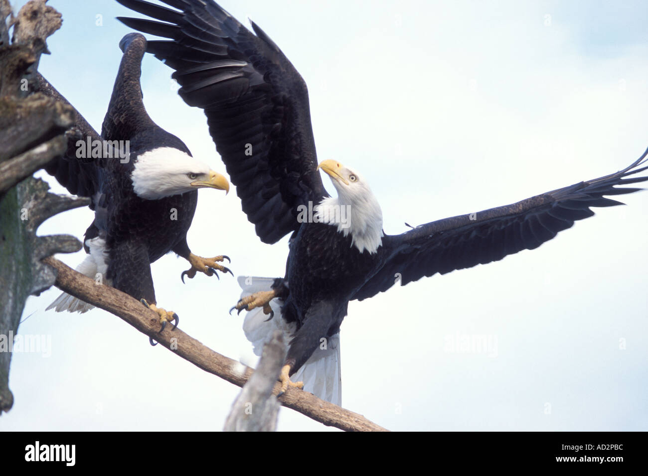 bald eagle Haliaeetus leuccocephalus fighting over fish in Kachemack ...