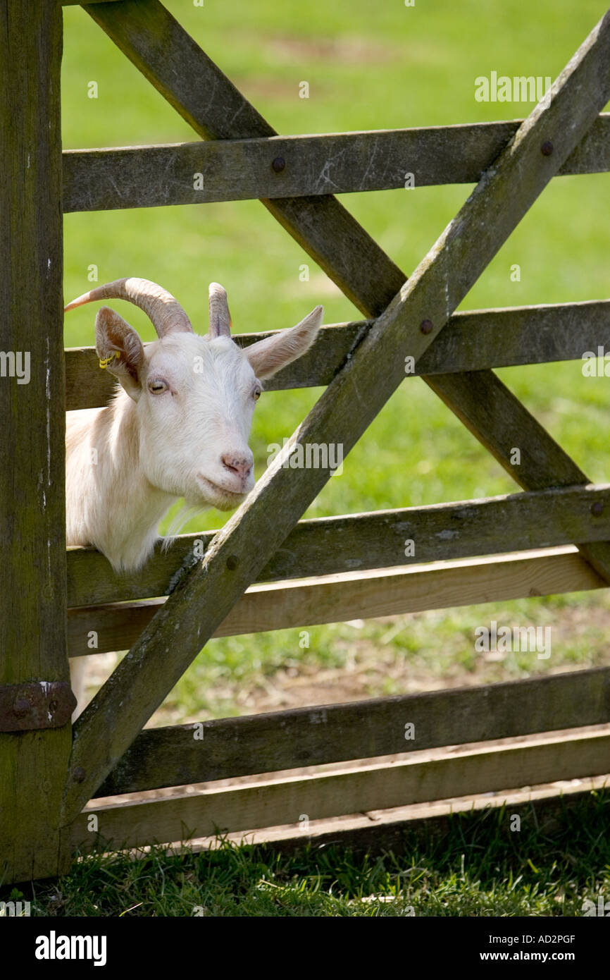 Billy goat poles his head through a five bar gate Stock Photo - Alamy