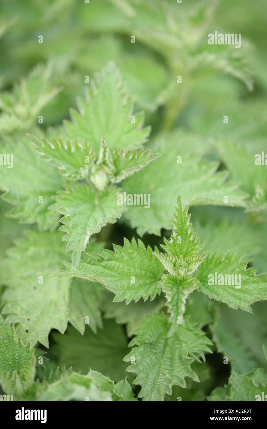 nettles plants close up Stinging Nettles Stock Photo - Alamy