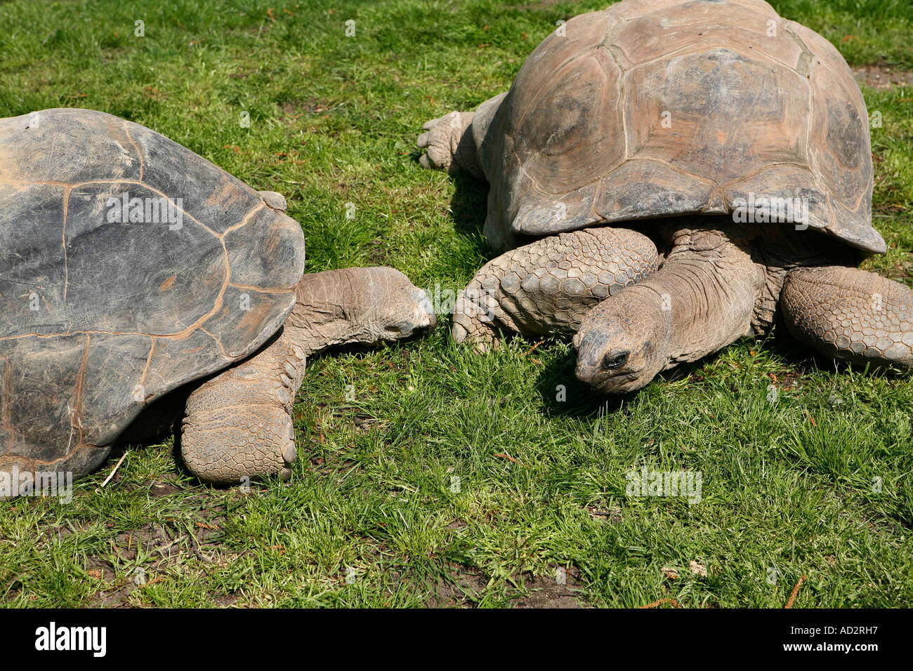 Tortoises in captivity hi-res stock photography and images - Alamy