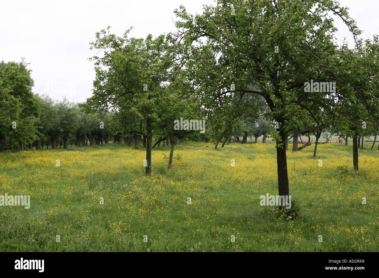 Traditional Dutch orchard with buttercup and fruit trees, in village ...