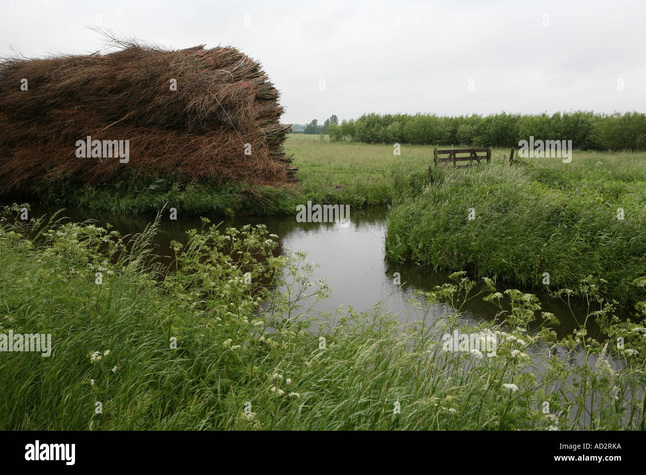 Traditional Dutch landschape and reed from a willow-tree, which they ...