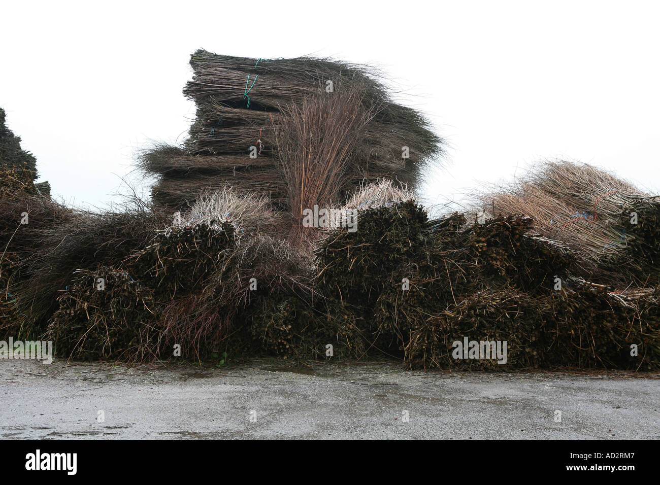 Reed from a willow-tree, which they use to fortify small bridges and ...