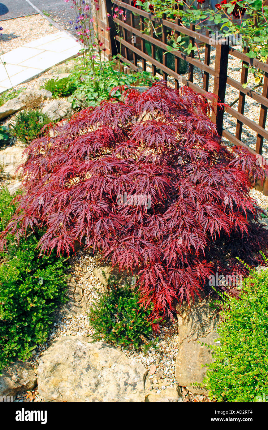 Red Japanese Acer Tree set in a rockery Stock Photo - Alamy