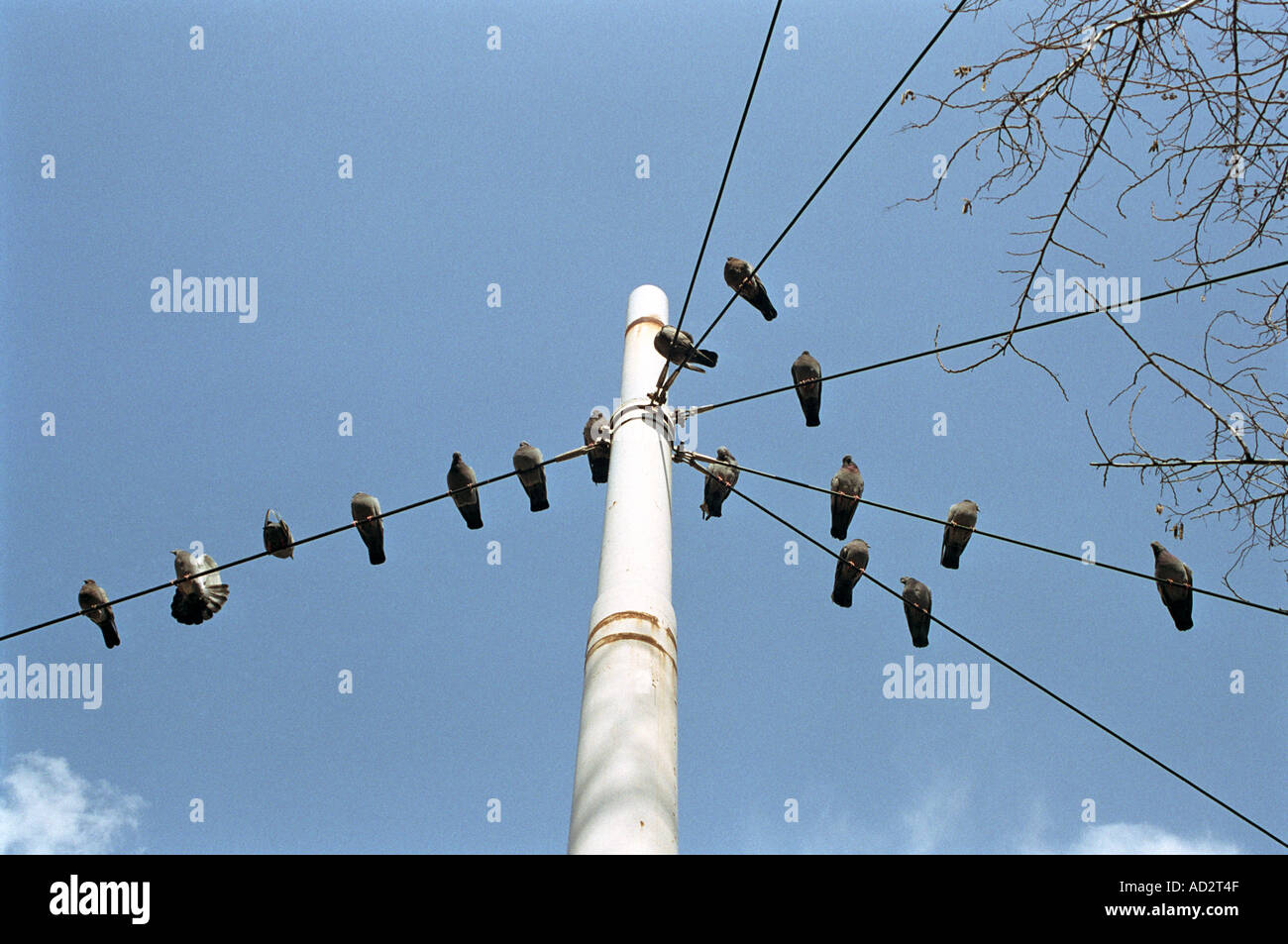 Pigeons telegraph wire pigeon hi-res stock photography and images - Alamy