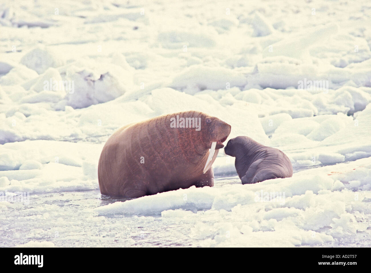 Walrus calf hi-res stock photography and images - Alamy