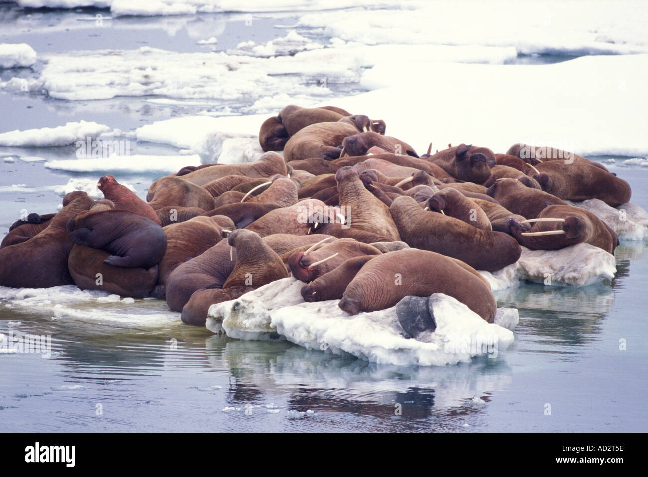 walrus Odobenus rosmarus on the pack ice of the Bering Sea Alaska ...