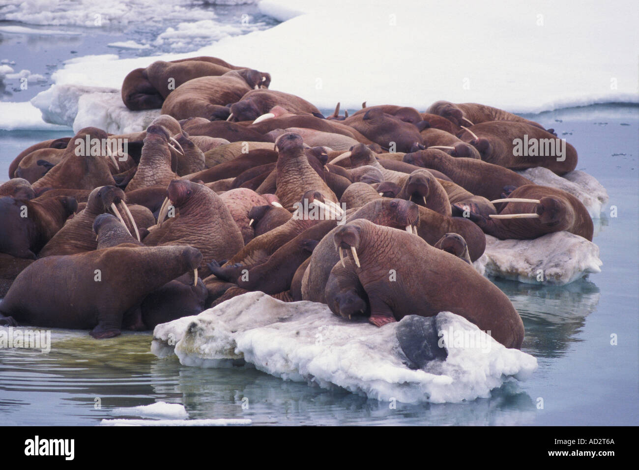 Bering Sea Aerial Wildlife High Resolution Stock Photography and Images ...