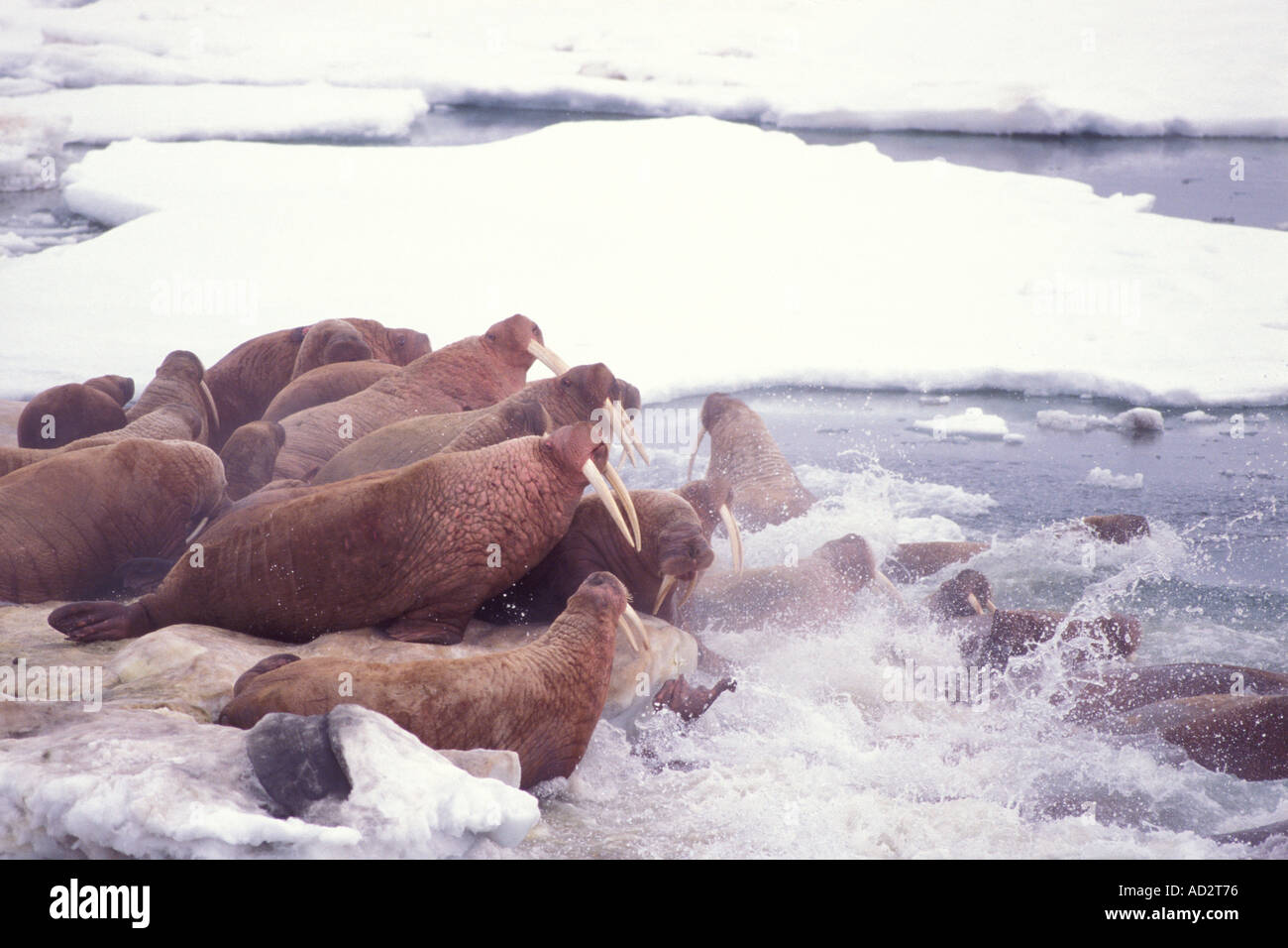 walrus Odobenus rosmarus on the pack ice of the Bering Sea Alaska ...