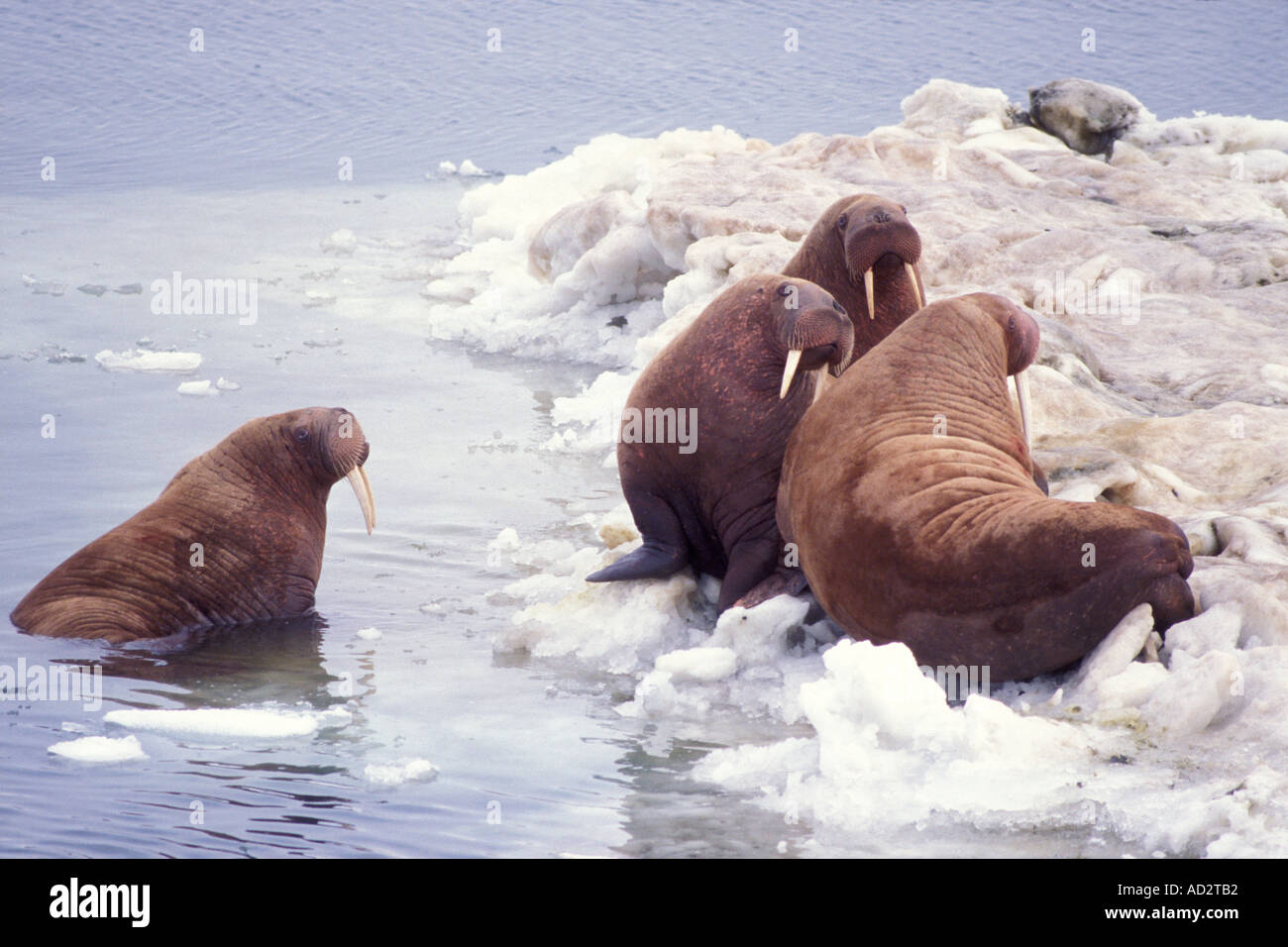 walrus Odobenus rosmarus on the pack ice of the Bering Sea Alaska ...