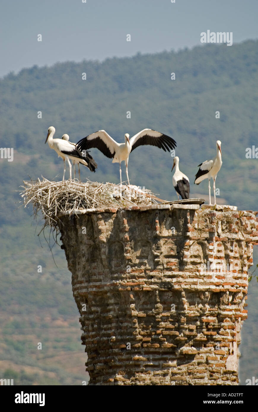 Wild life birds storks anatolia bird hi-res stock photography and ...
