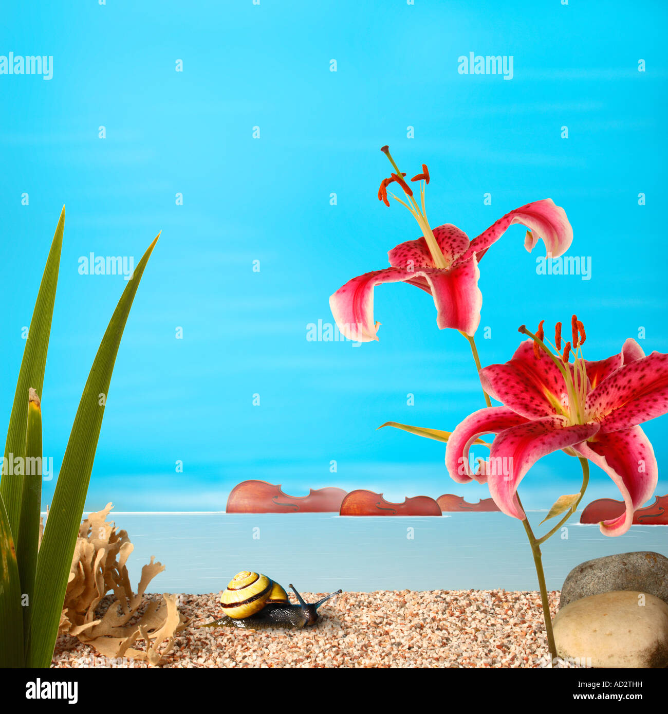 Violin instruments composite hi-res stock photography and images - Alamy