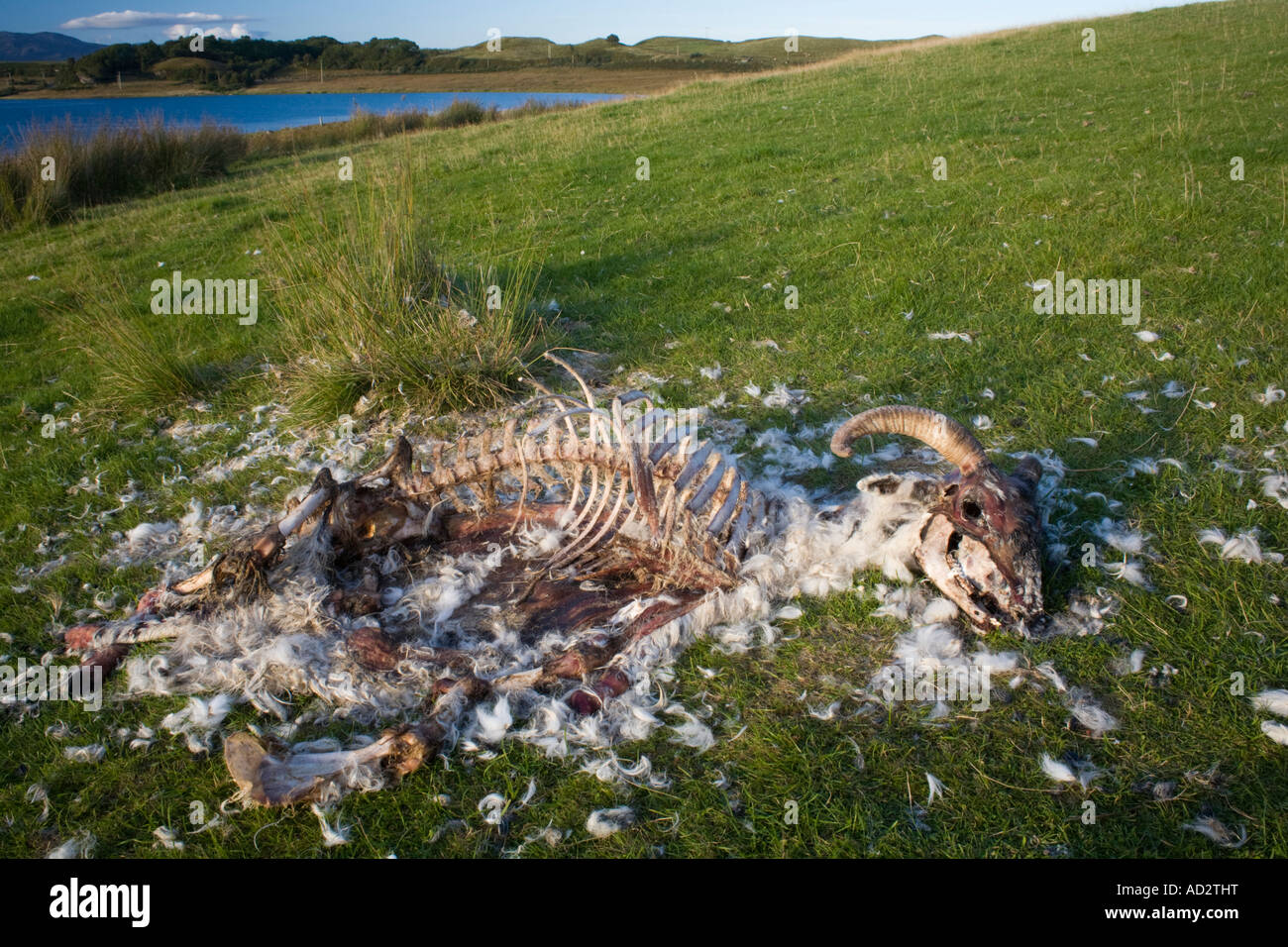 Body of dead sheep hi-res stock photography and images - Alamy