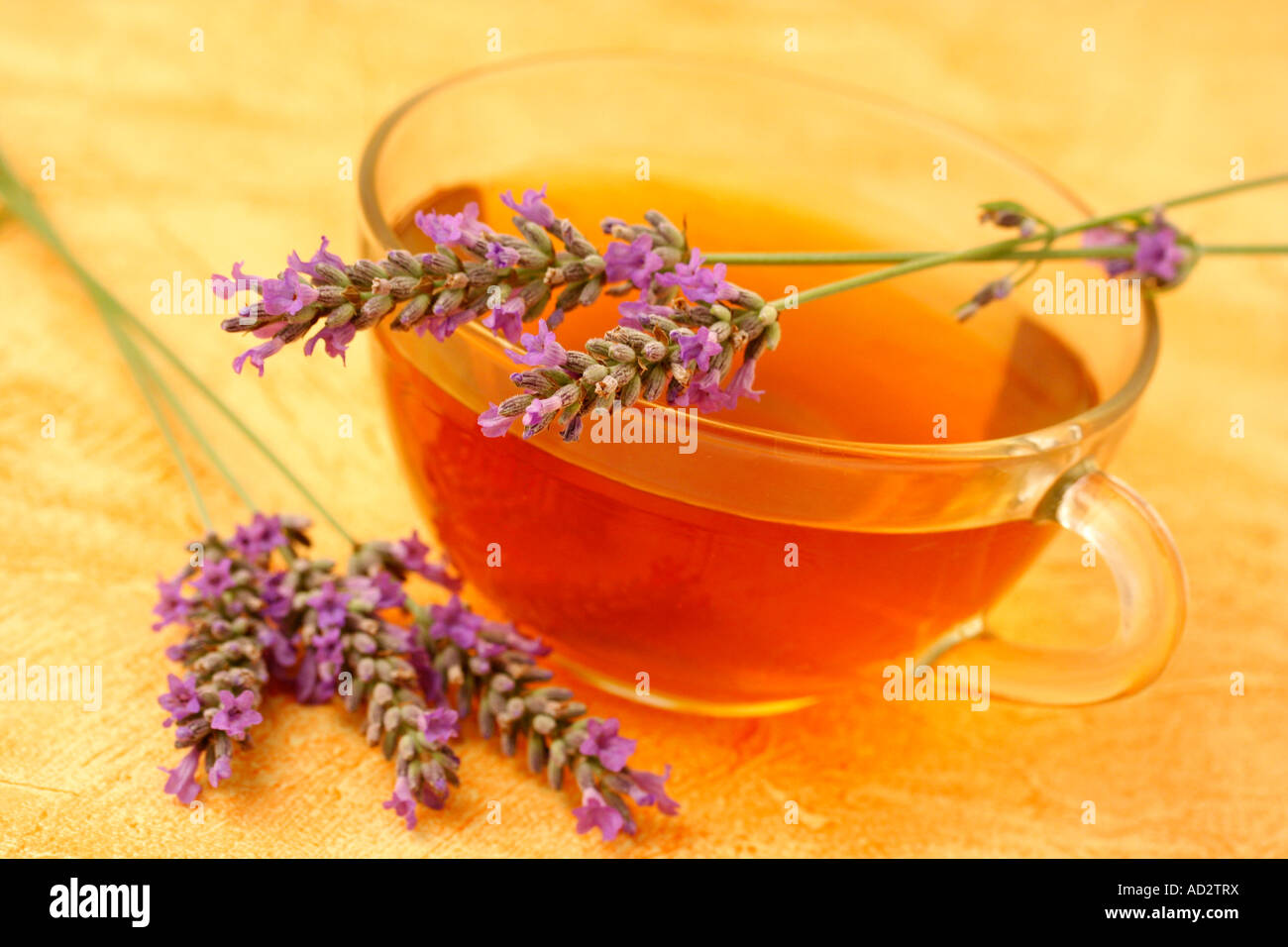 Lavender infusion lavandula officinalis hi-res stock photography and ...