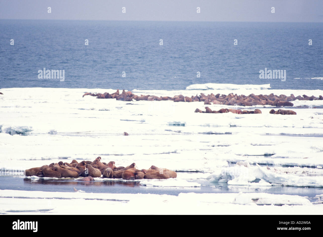 walrus Odobenus rosmarus on the pack ice of the Bering Sea Alaska ...