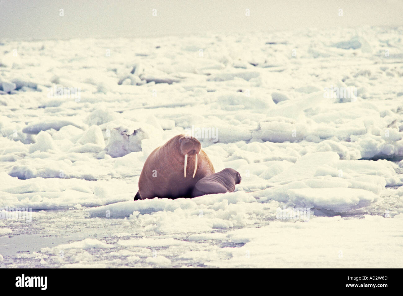 walrus Odobenus rosmarus mother with spring calf on the pack ice Bering ...