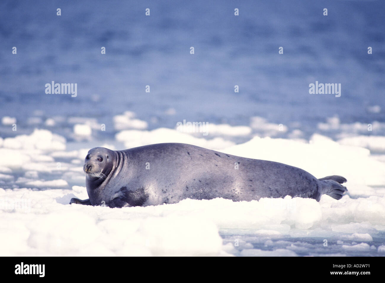 Spring sea ice bering hi-res stock photography and images - Alamy