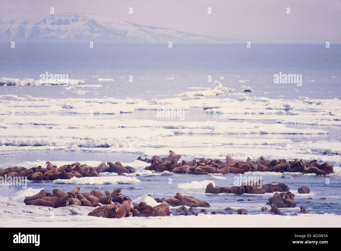 walrus Odobenus rosmarus on the pack ice of the Bering Sea Alaska ...