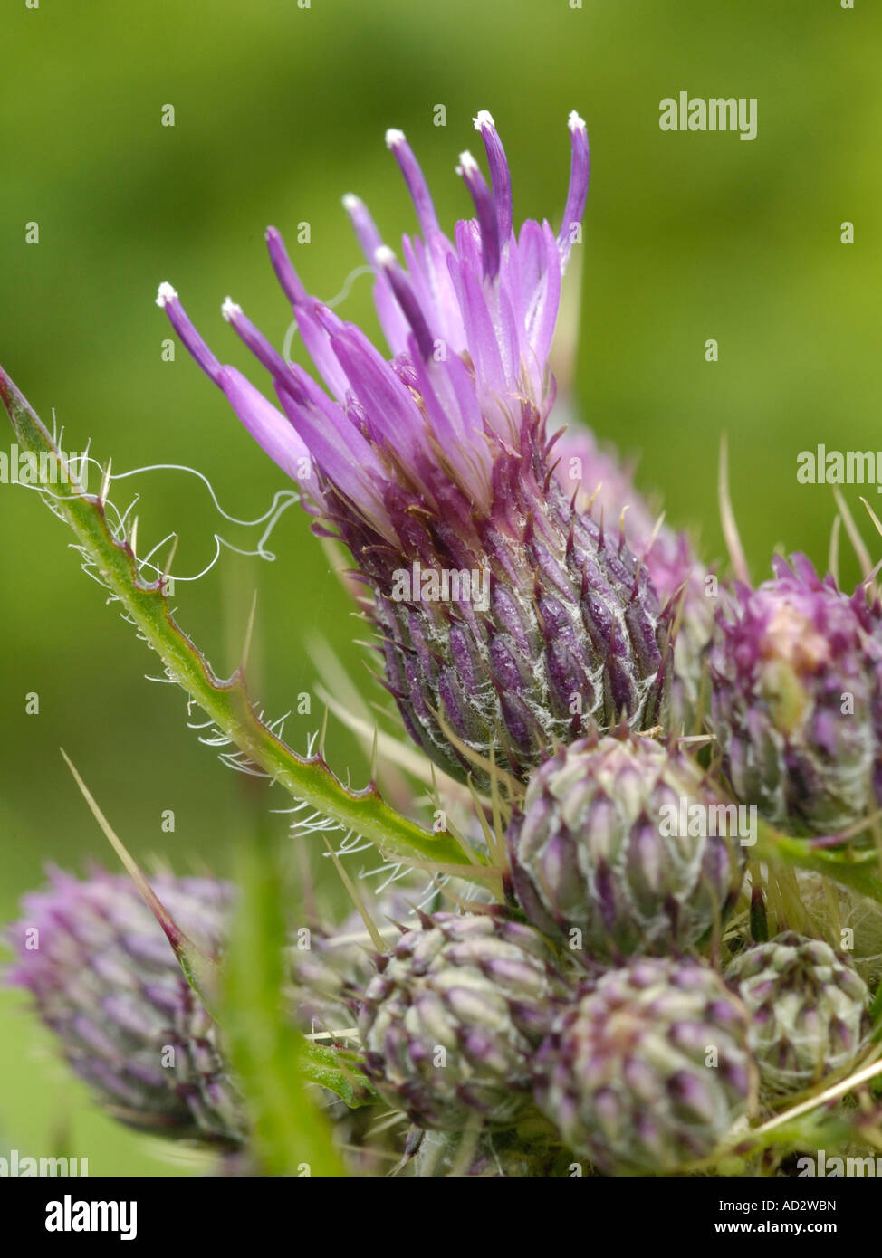Marsh Thistle, cirsium palustre Stock Photo - Alamy