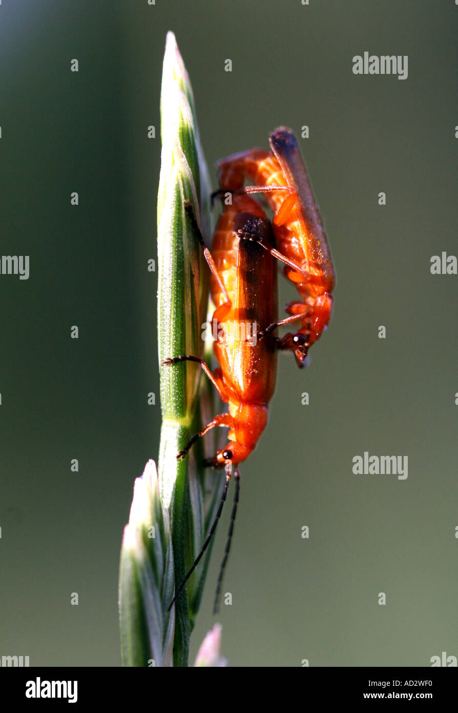 Two insects on a blade of grass Stock Photo - Alamy
