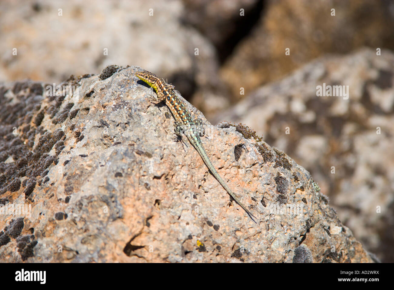 Anatolia lizard hi-res stock photography and images - Alamy