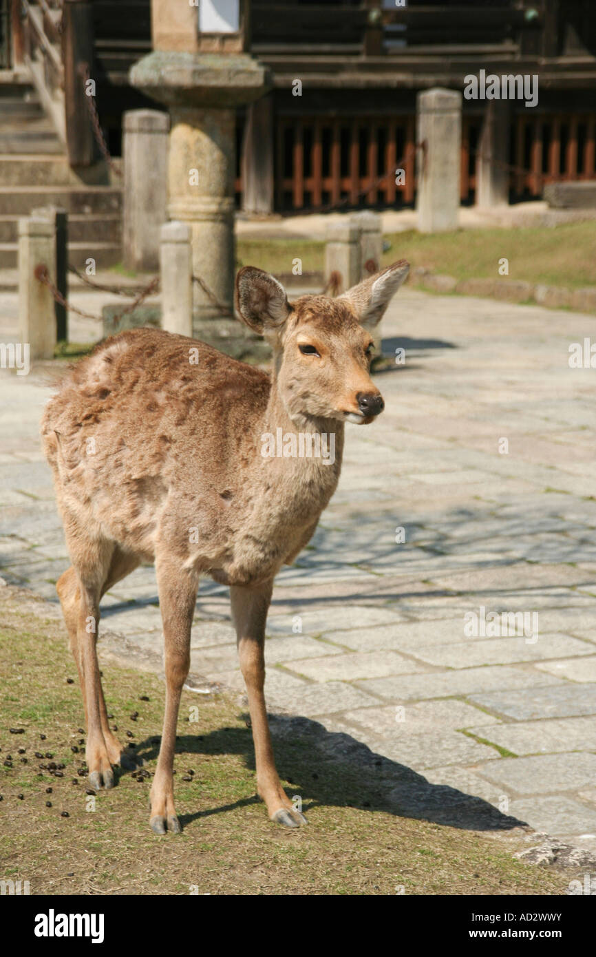 One of the typical tame deer freely roaming in parks in Nara, Japan ...